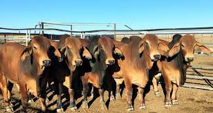 Hughenden's 142nd Annual Show 2025 – Hughenden Agricultural Show