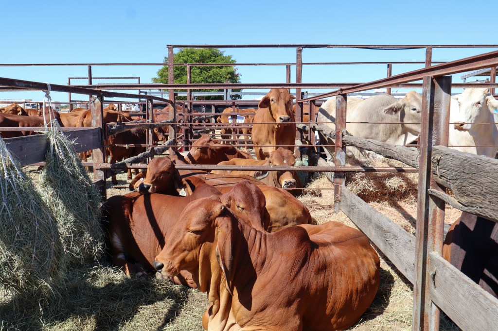 Hughenden's 142nd Annual Show 2025 – Hughenden Agricultural Show