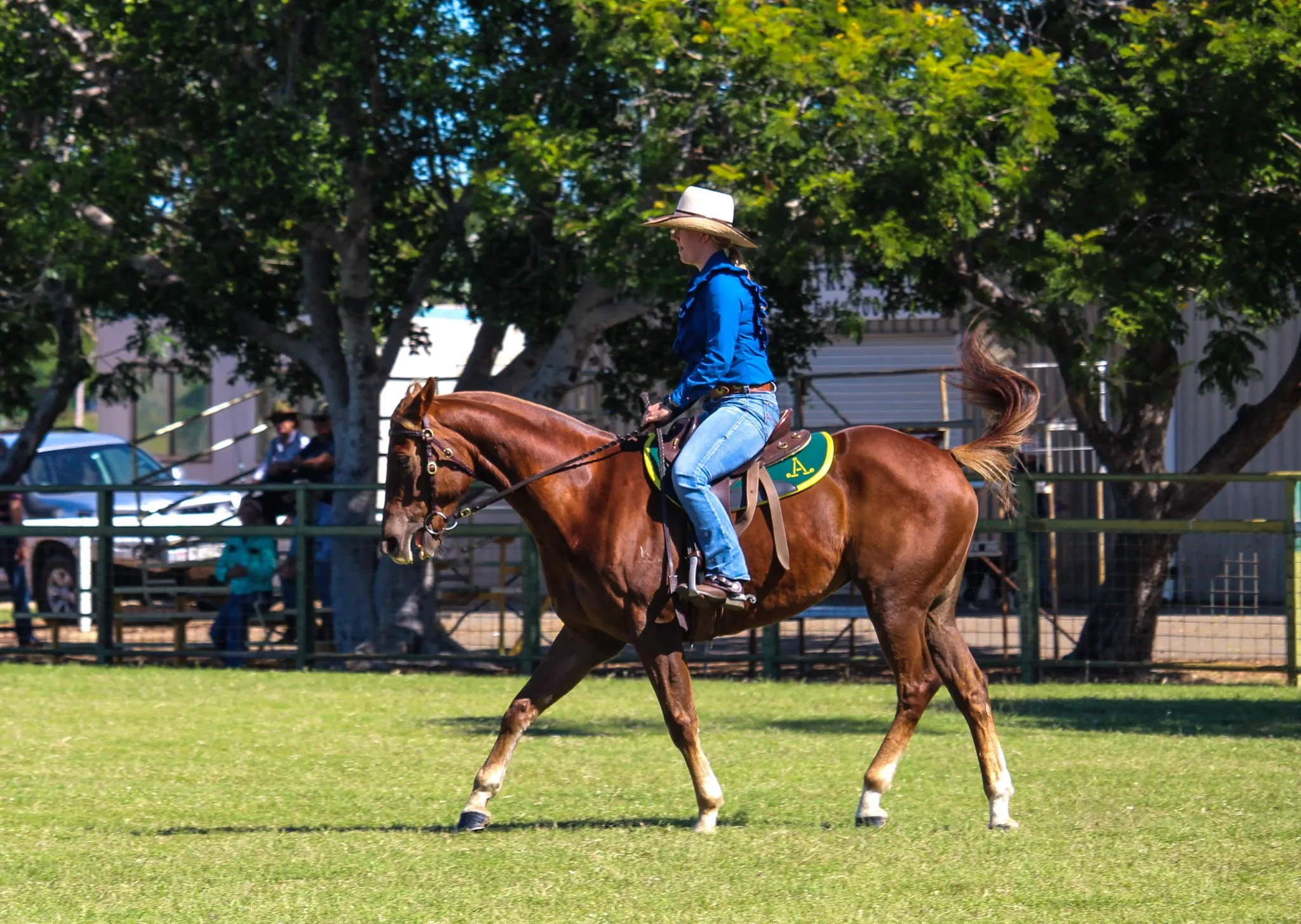 Horses – Hughenden Agricultural Show Society